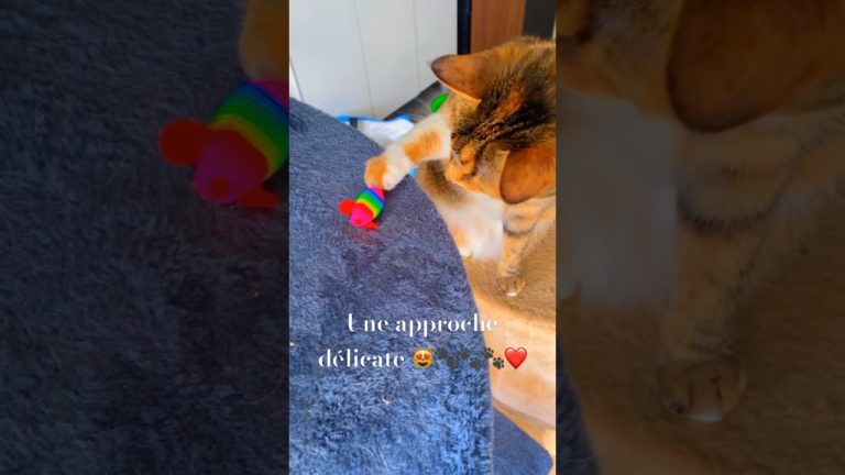 chat drôle et intelligente.(Je vais te mordiller).#cat #cute #funny # ...