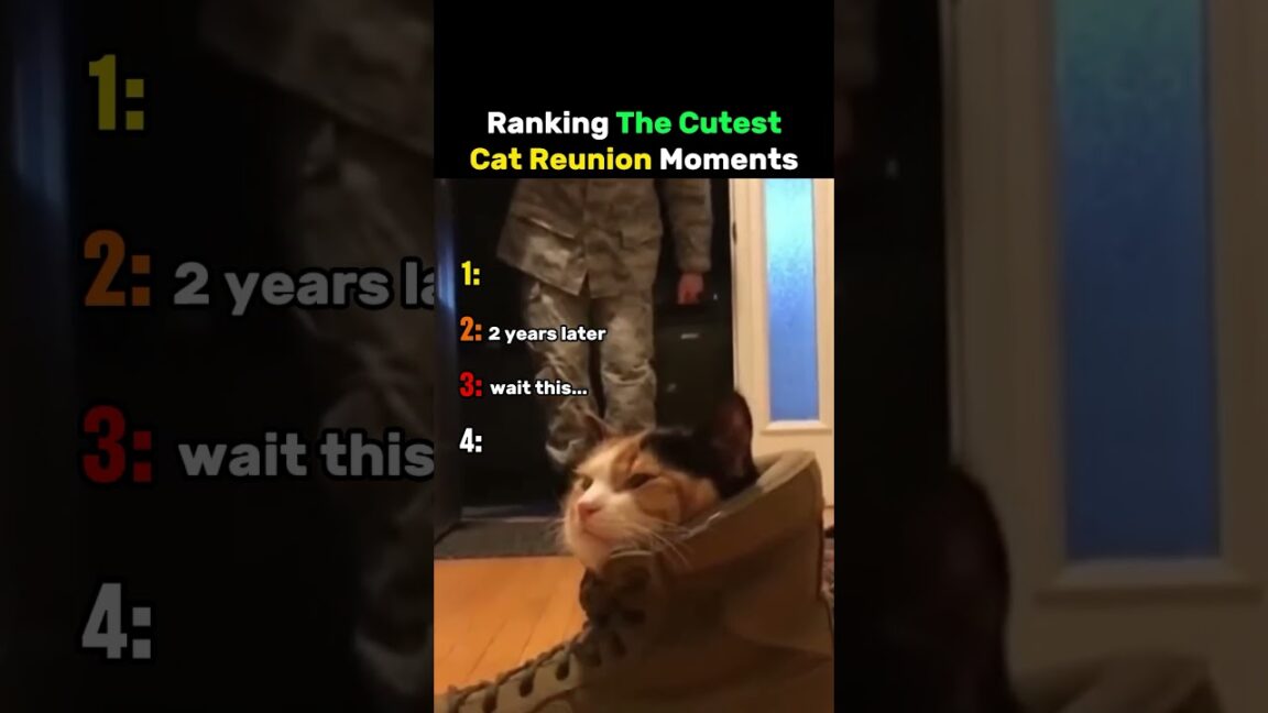 Ranking The Cutest Cat Reunion Moments #cat - RONRON